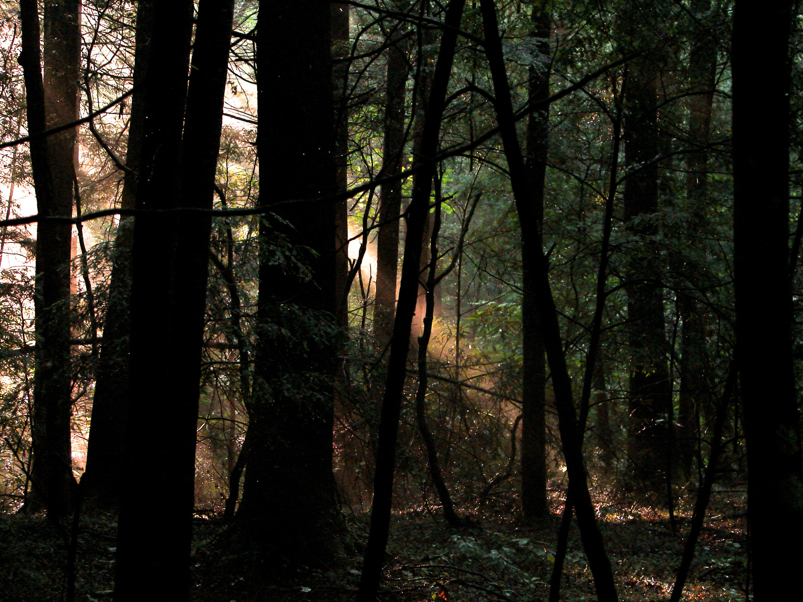 Blanton Forest - Harlan County